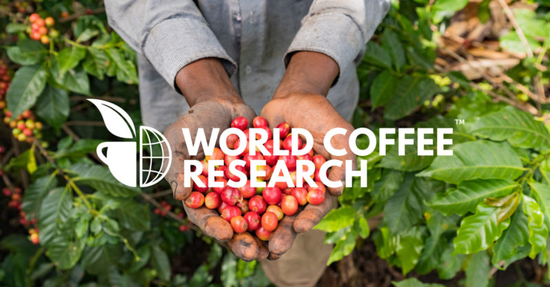 How World Coffee Research Supports Small-holder Coffee Farmers ...